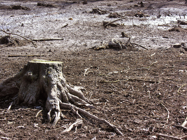 Desmatamento agravou crise da água em São Paulo | SOS Mata Atlântica