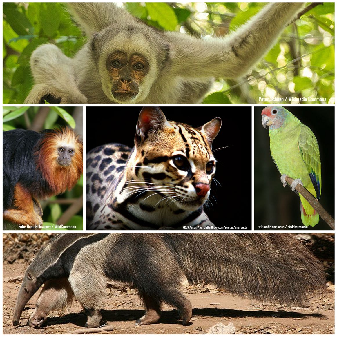 Proteger a Mata Atlântica custaria menos de 0,01% do PIB | SOS Mata ...