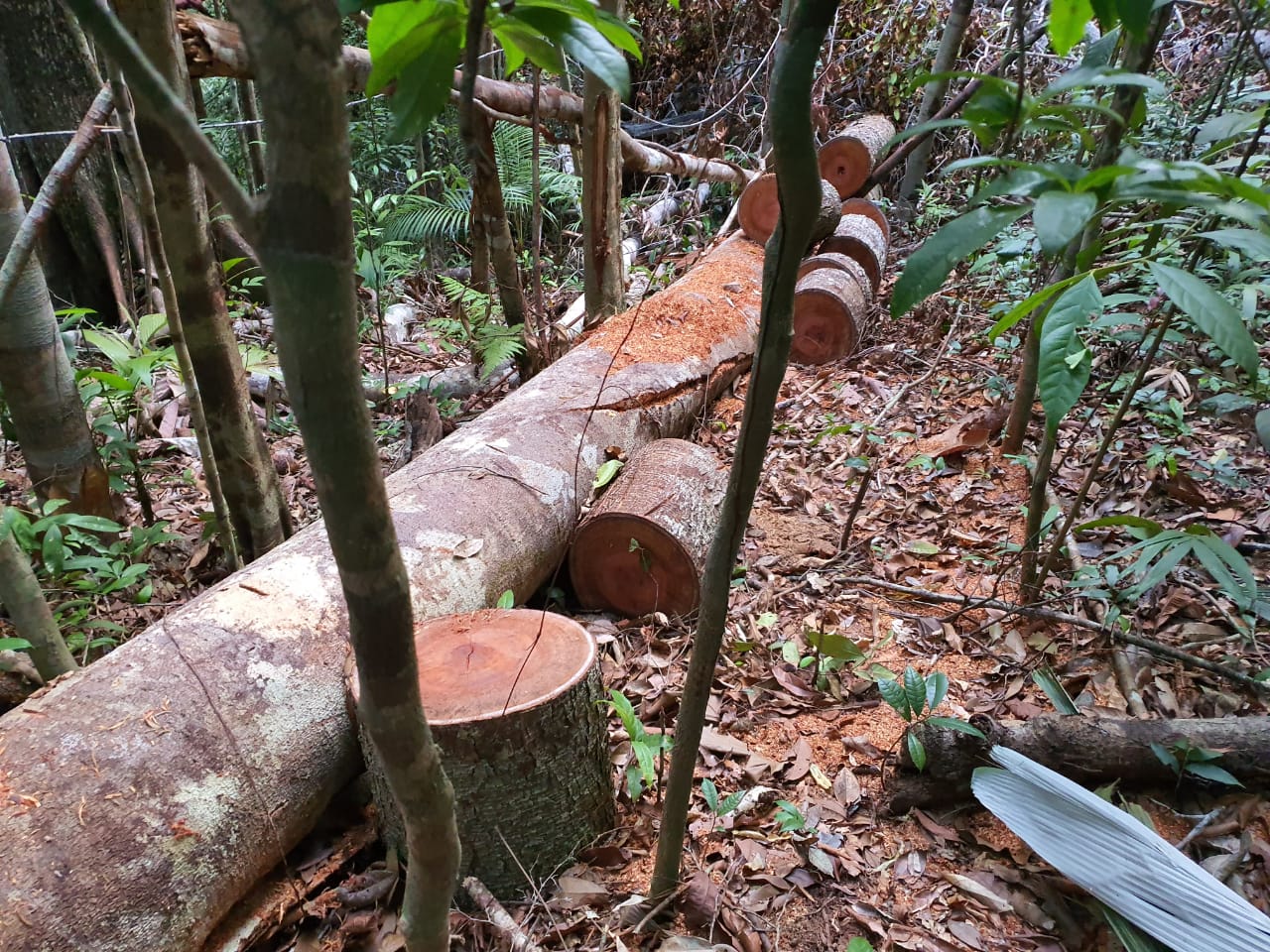 Posição do movimento ambientalista sobre a votação da MP 910 | SOS Mata ...